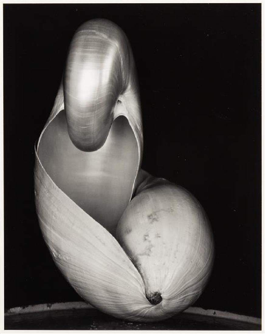 Edward Weston, (American, 1886-1958), Shell, 1927