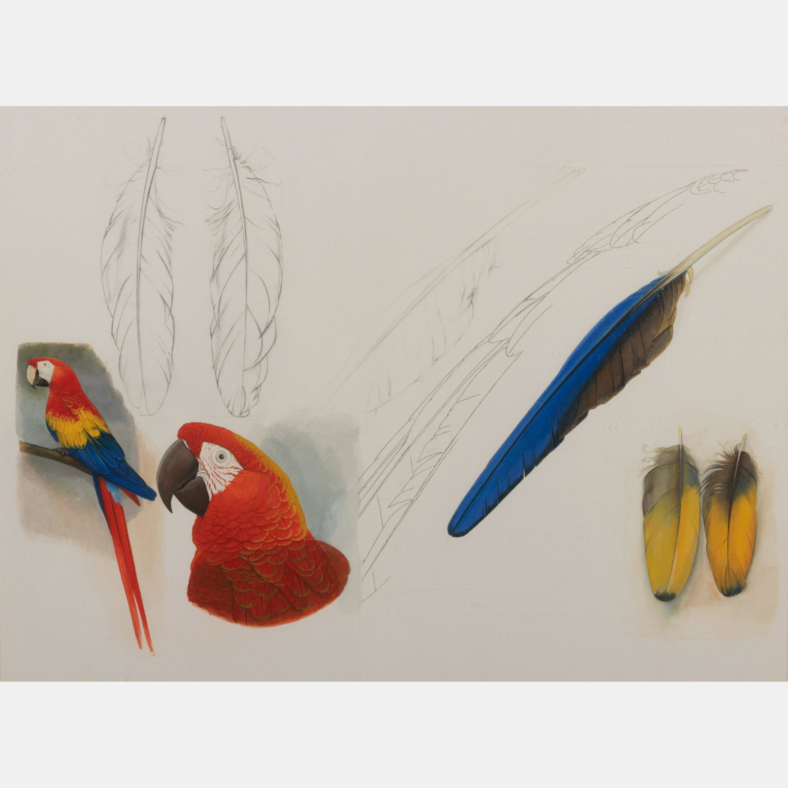 Elizabeth Butterworth (british, B. 1949) Scarlet Macaw, Cuban Macaw ...