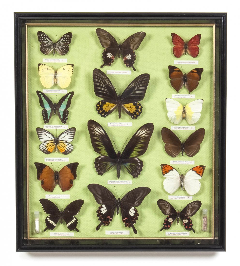 32: A Collection of Framed Butterfly Specimens, Height : Lot 0032