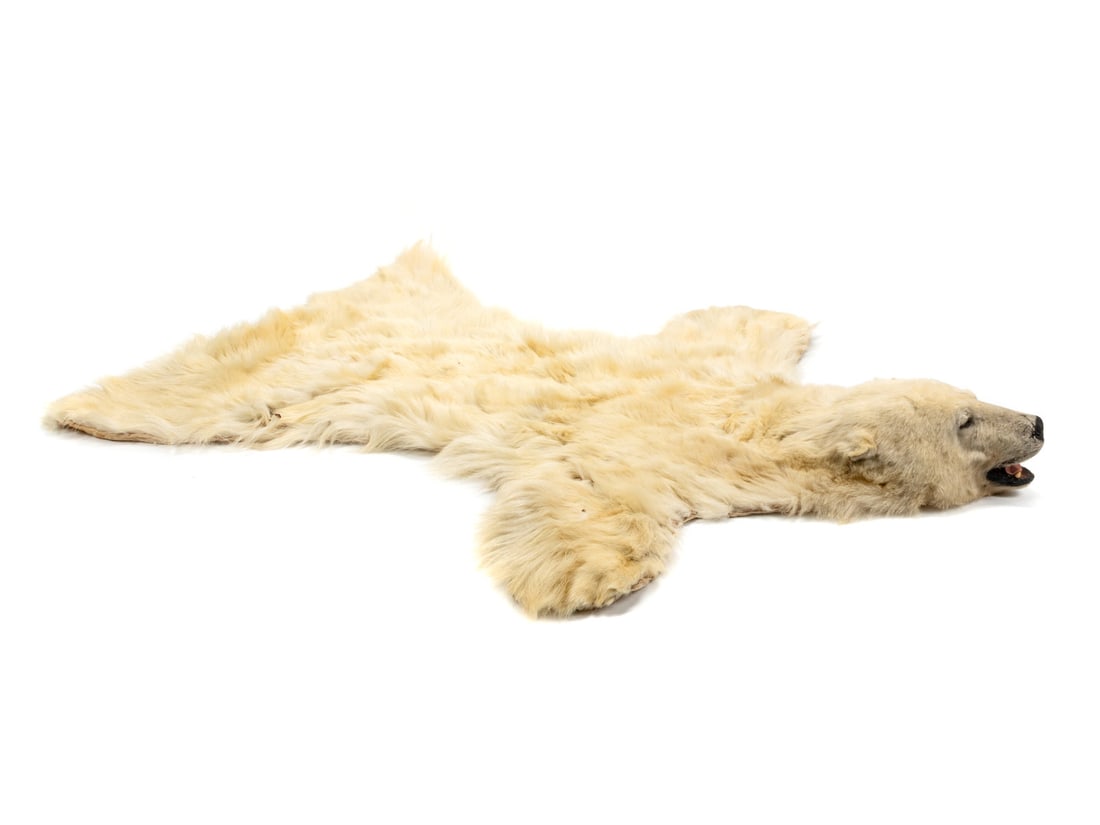 A Taxidermy Polar Bear Rug Auction