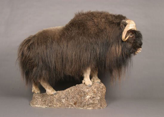 394: A Taxidermy Musk Ox Full Mount, - Jun 27, 2004 | Hindman in IL