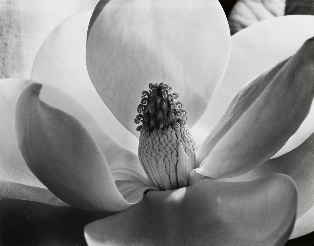 (IMOGEN CUNNINGHAM) (1883-1976) Magnolia Blossom. - Mar 11, 2021 ...