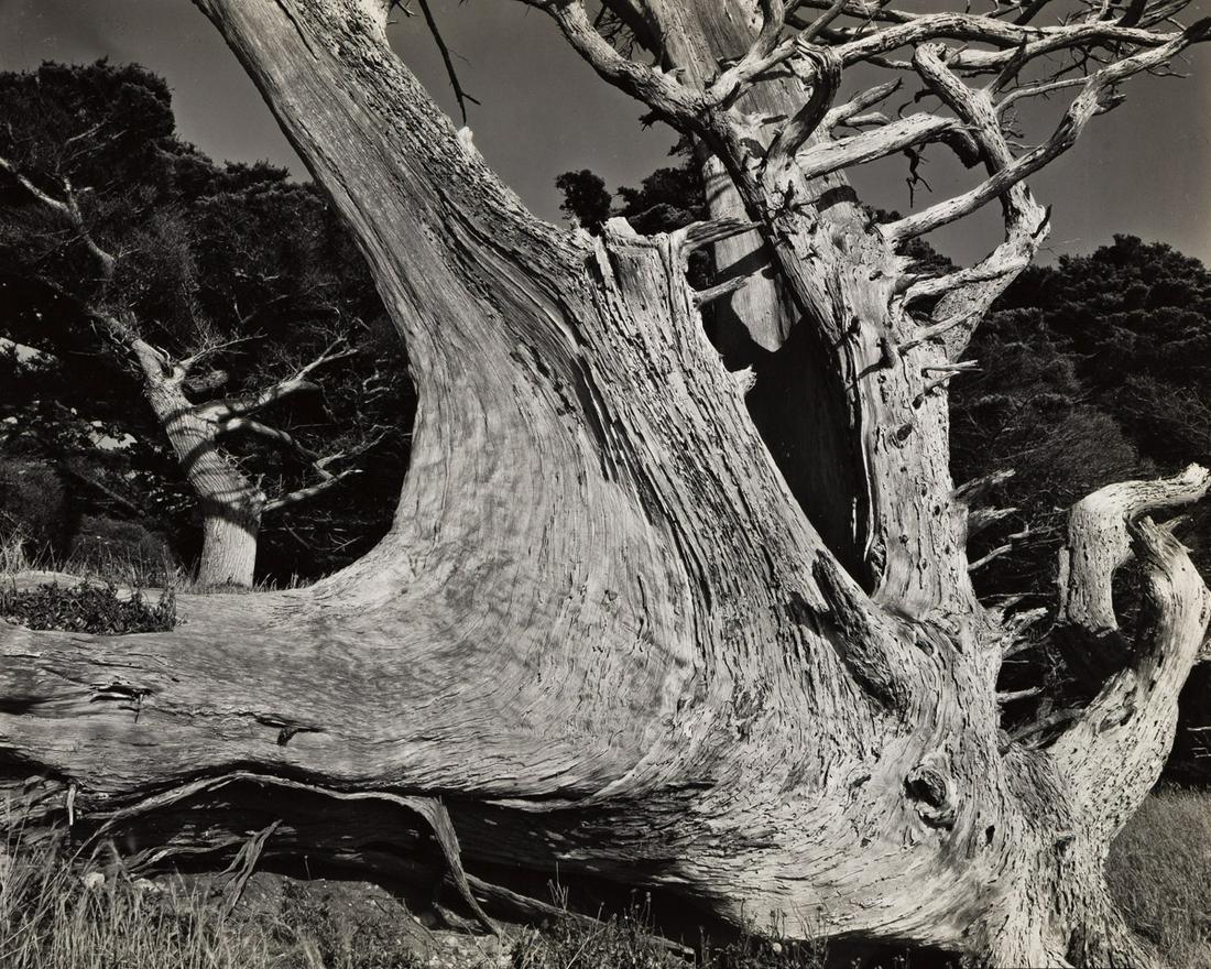 Edward Weston (1886 1958) Cypress, Point Lobos.