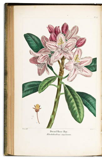 (botanical.) Francois Andre Michaux; And Thomas Nuttall. The North ...