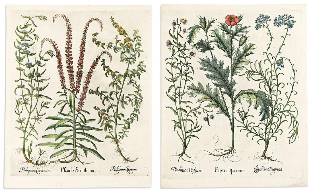 (botanical.) Basilus Besler. Papaver Spinosum, Chrysocome Peregrina ...