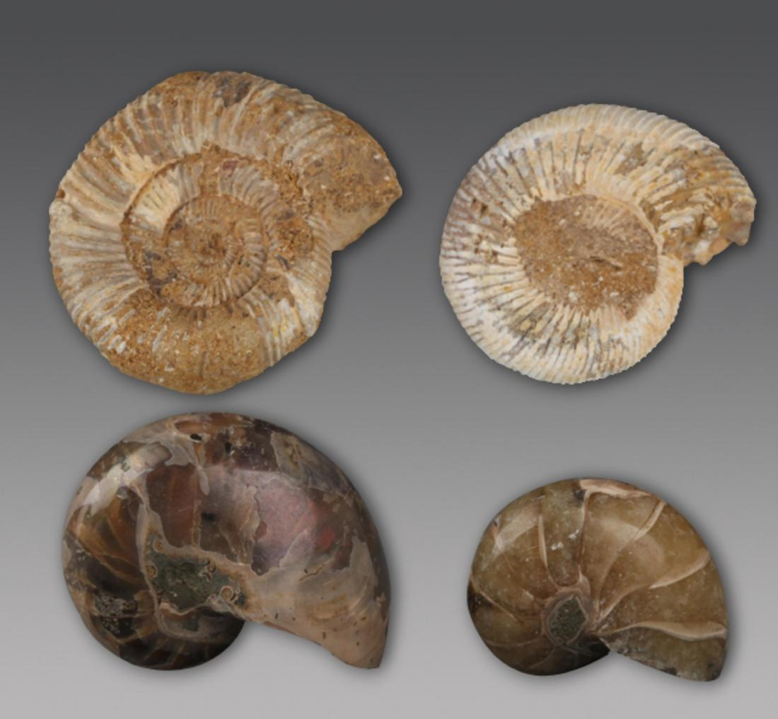 A GROUP OF EIGHT PREHISTORY NAUTILUS FOSSIL