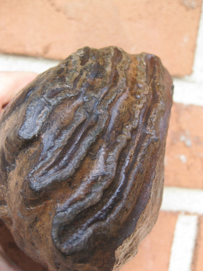 Fossil petrified mammoth molar tooth, 14.4 cm