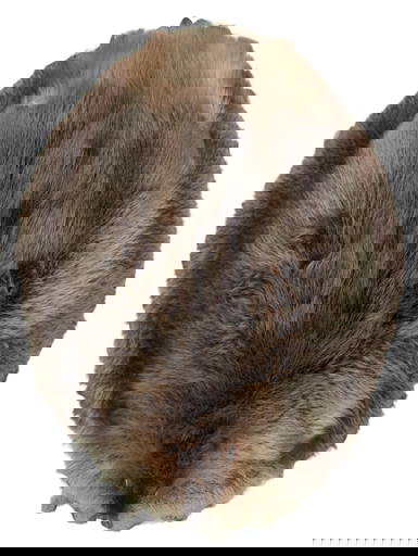 Full Antique Beaver Fur Pelt