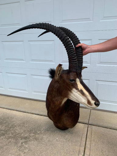 Vintage African Sable Antelope Bull Shoulder Mount