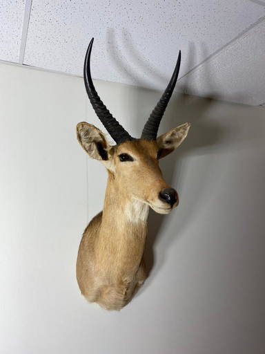 Vintage African Reedbuck Bull Shoulder Mount Taxidermy