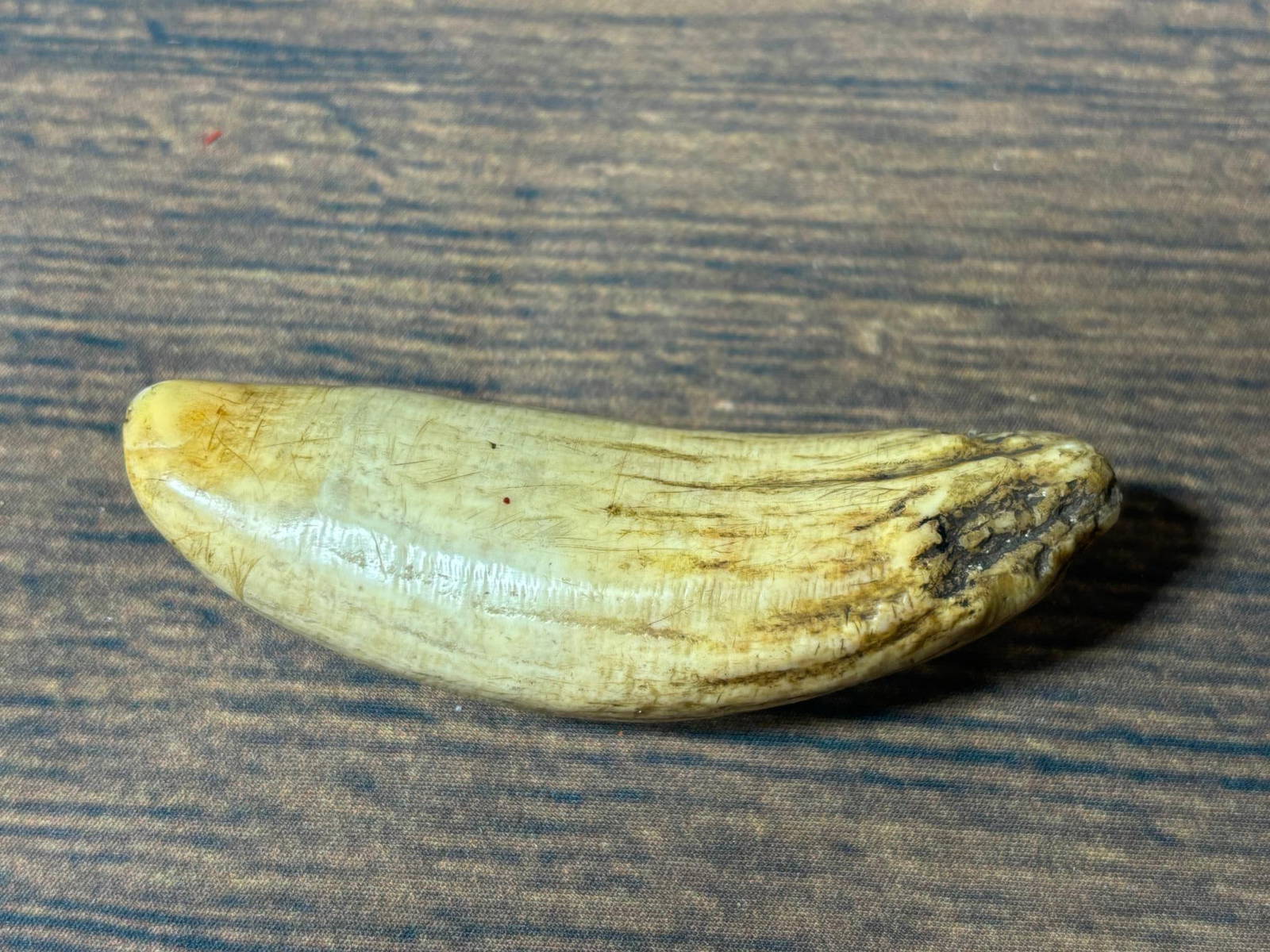 Antique, Old Unworked Ivory Whale Tooth For Scrimshaw Auction