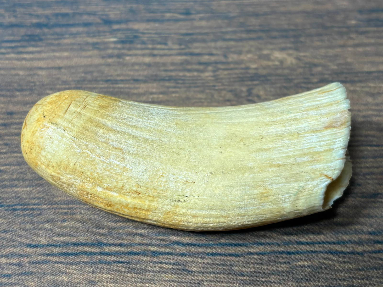 Antique, Old Unworked Ivory Whale Tooth For Scrimshaw Auction
