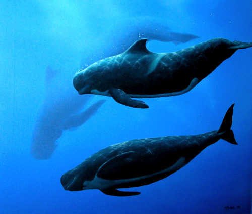 44: ORIGINAL WHALE PAINTING DON McMICHAEL