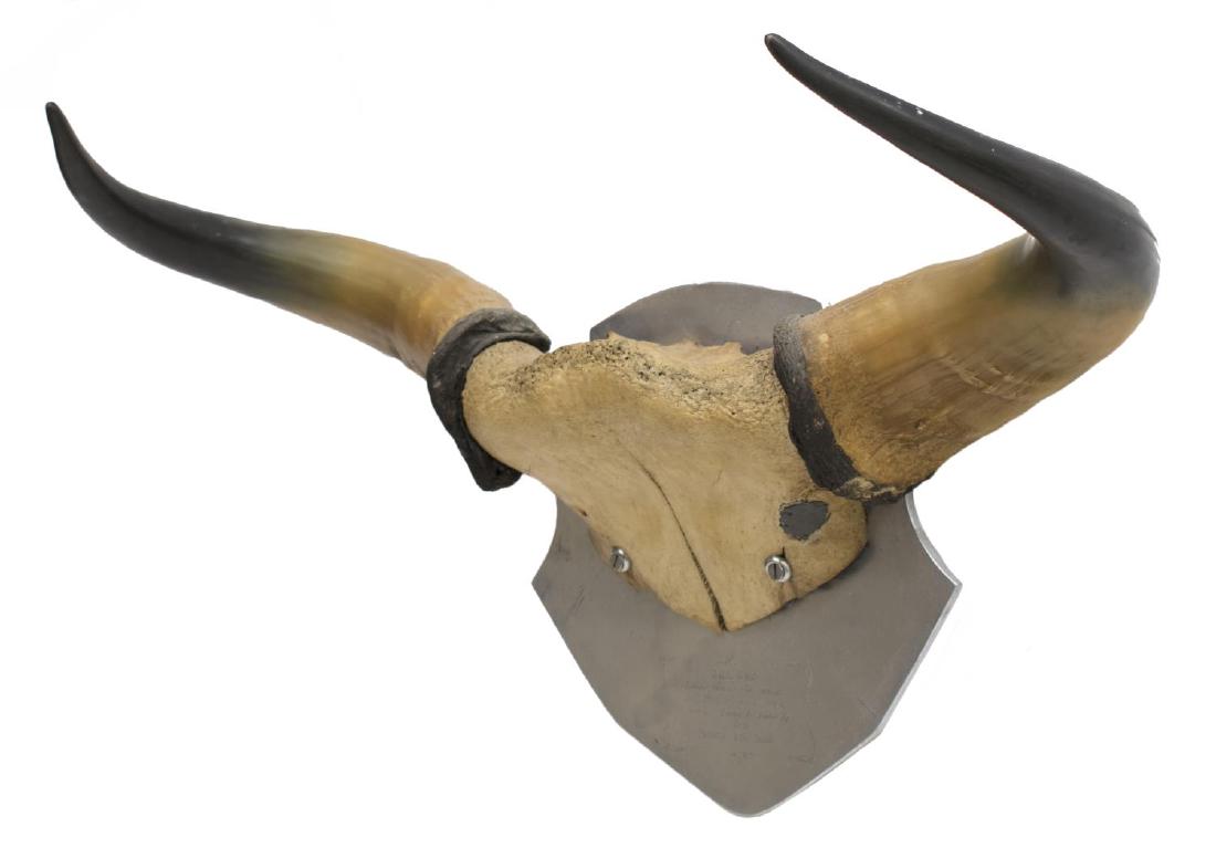 TAXIDERMY MOUNTED GAUR HORNS, 1940, TEXAS ONLY