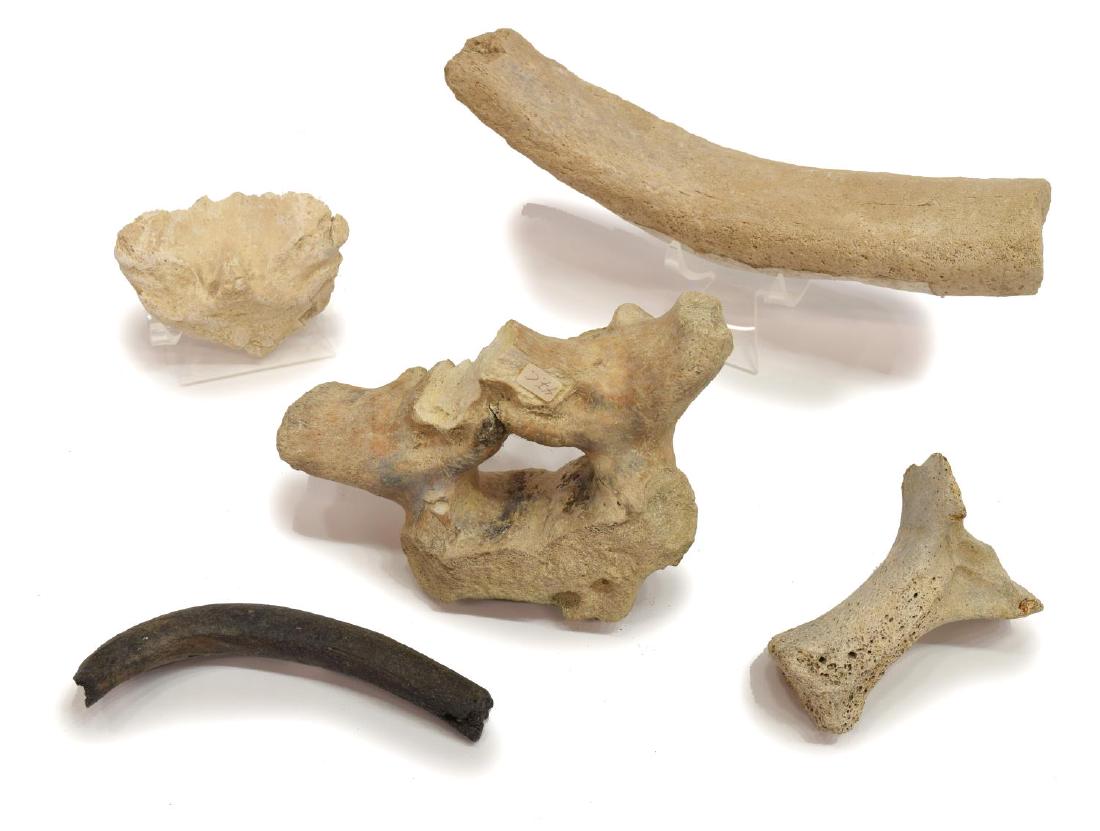 (5) PREHISTORIC DUGONG/MANATEE FOSSILIZED BONES