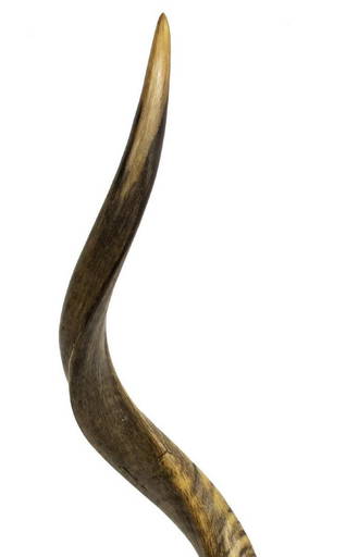 African Kudu Horn On Railwoods Collection Base