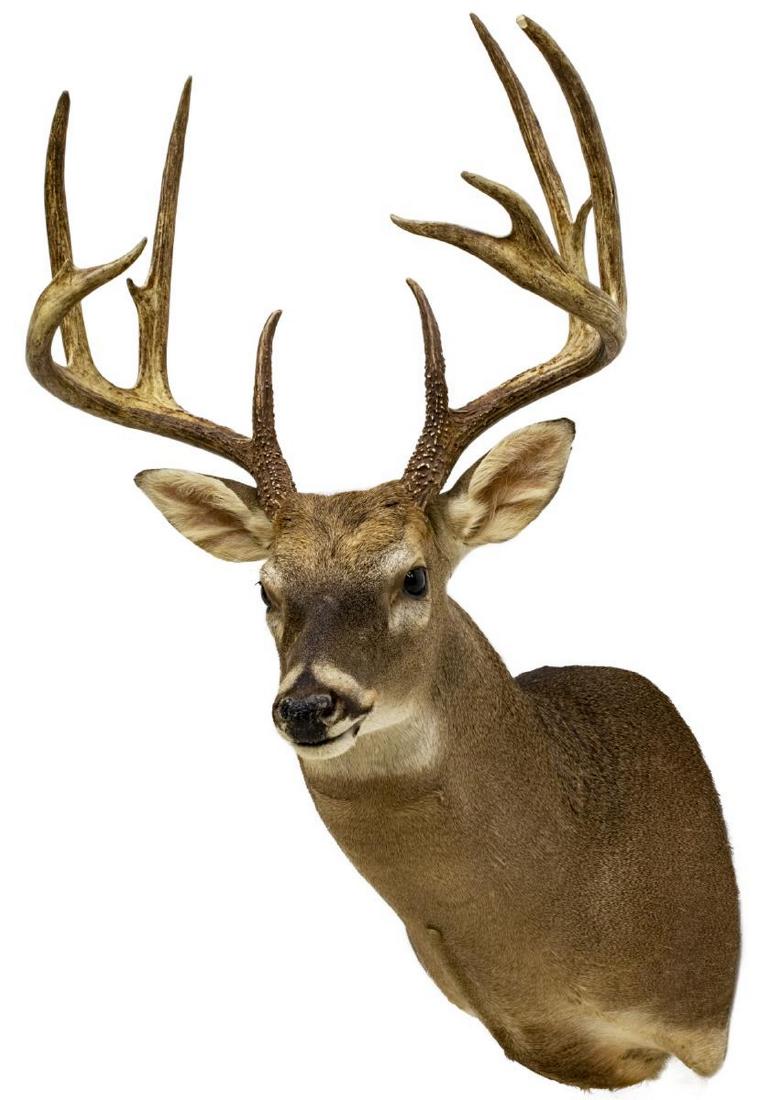 WHITETAIL DEER TAXIDERMY TROPHY SHOULDER MOUNT