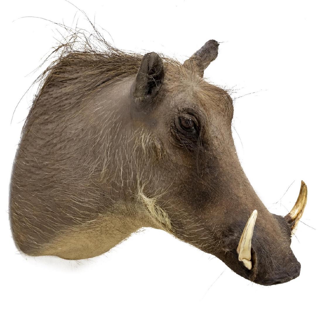 AFRICAN WARTHOG TUSK TAXIDERMY TROPHY MOUNT