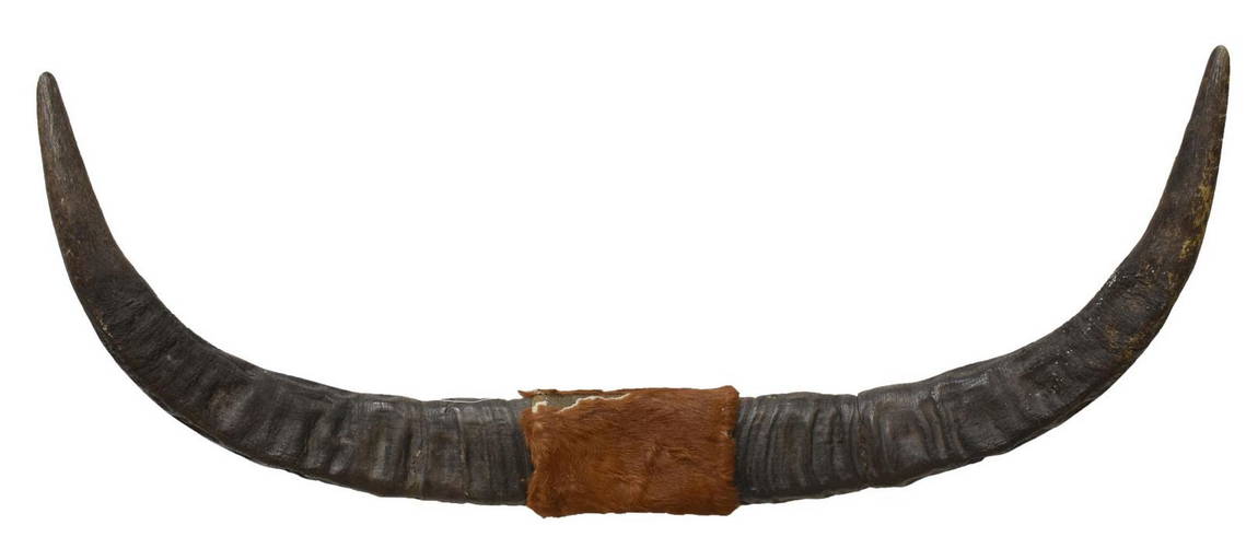 Water Buffalo Horn Mount