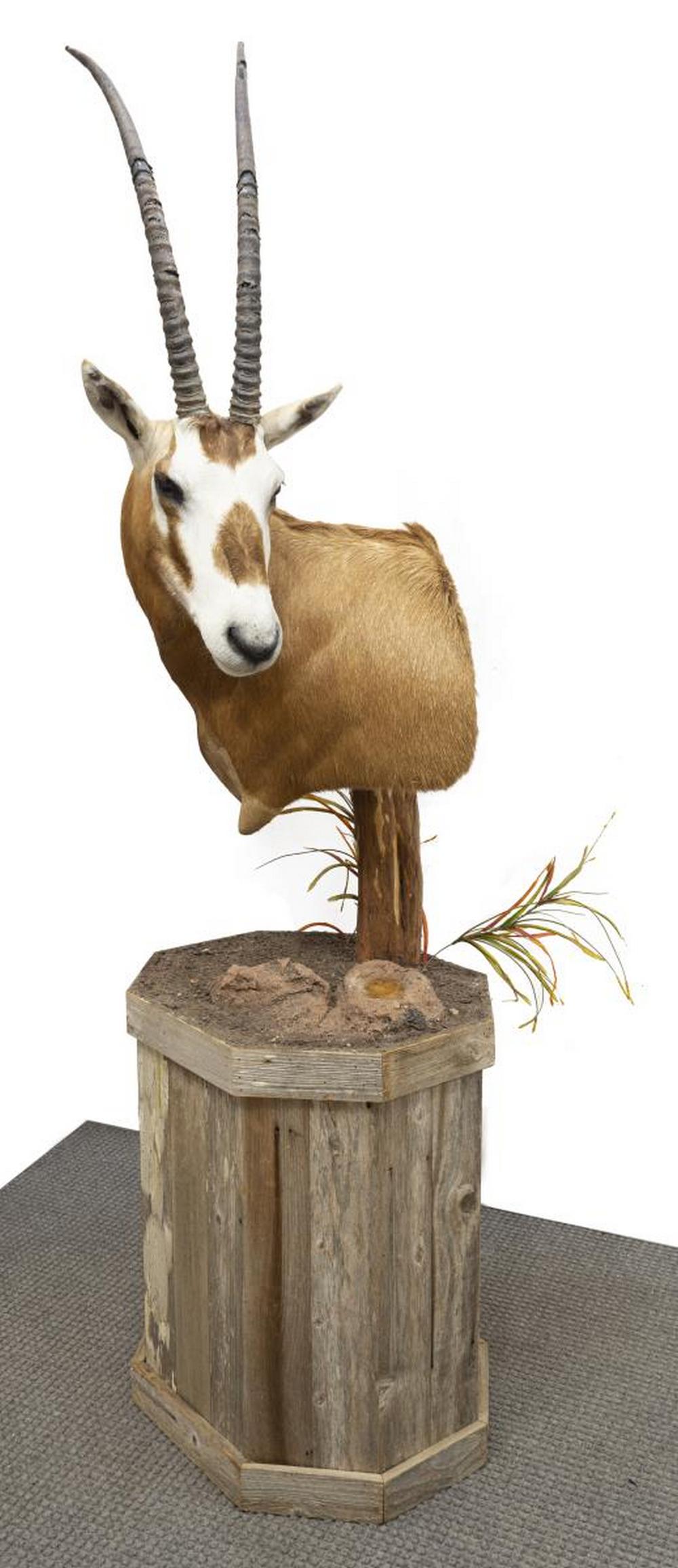 TAXIDERMY SCIMBOK MOUNT ON STAND, TEXAS ONLY - Feb 15, 2020 | Austin ...