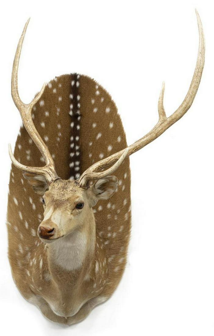 TAXIDERMY AXIS DEER MOUNT - Feb 15, 2020 | Austin Auction Gallery in TX