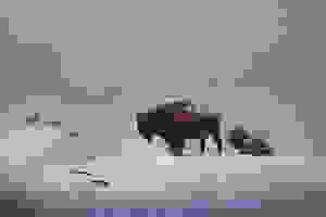 Rare Windberg Signed Buffalo Print The Last Stand