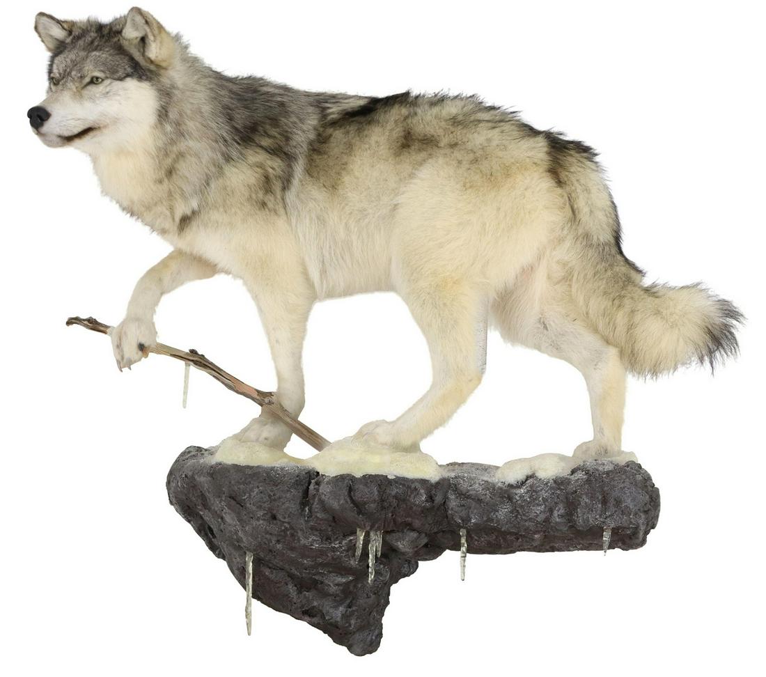 Taxidermy Full Body Arctic Wolf, Wall Mount