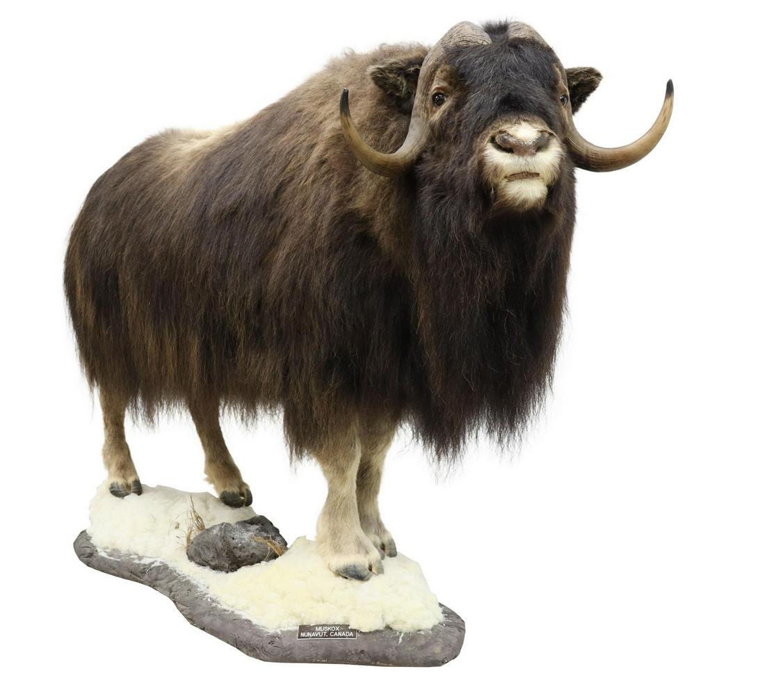 Taxidermy, Full Body Musk Ox