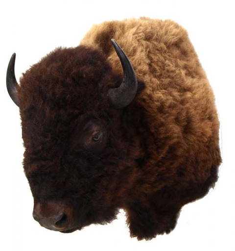 Large American Bison / Buffalo Taxidermy Mount