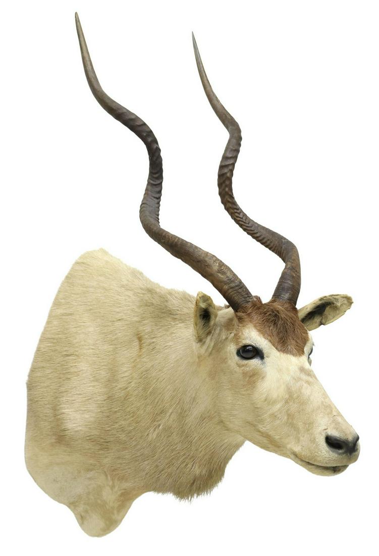 TAXIDERMY ADDAX ANTELOPE TROPHY MOUNT, TEXAS ONLY | Barnebys