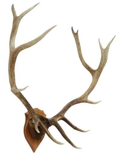 Elk Antler Trophy Rack Mount, 14pt, 49"h, 42.25"w