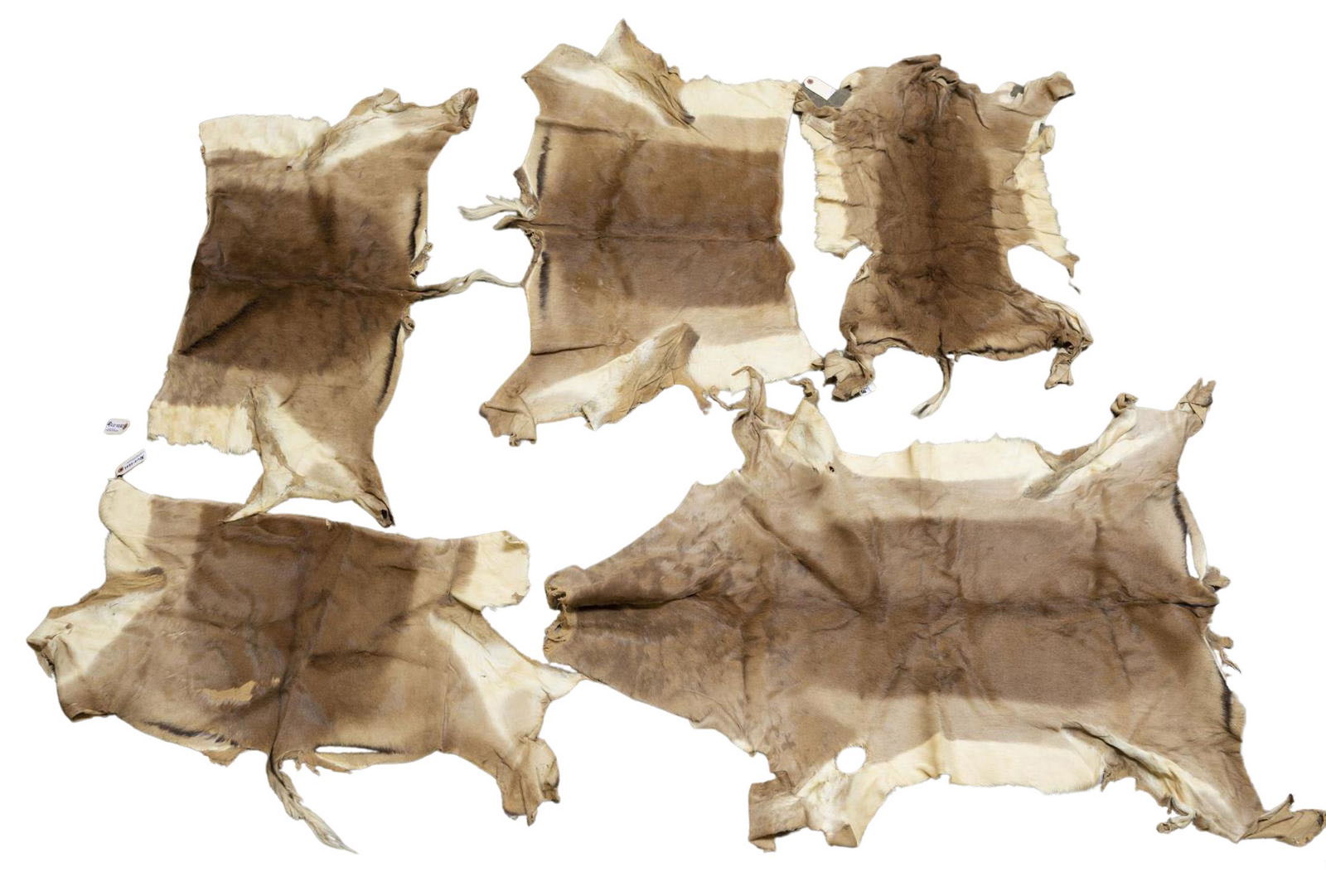(5) AFRICAN ANTELOPE HIDES | Barnebys