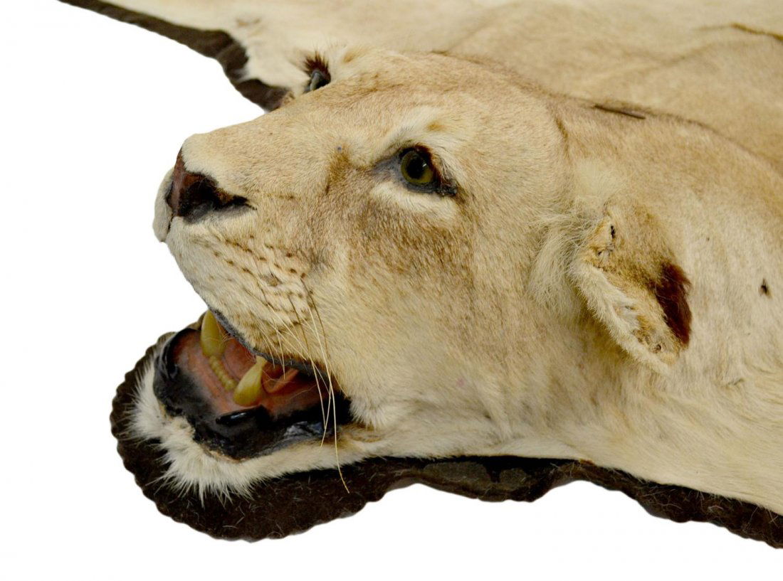148: HEAD MOUNT AFRICAN LION HIDE RUG