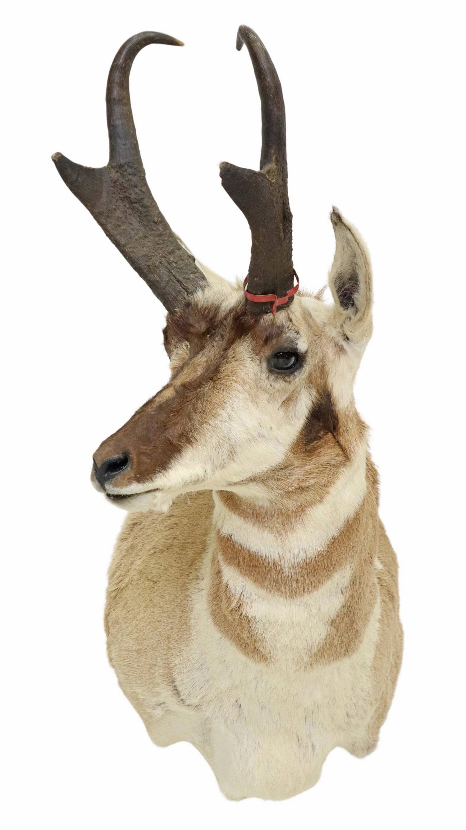 Taxidermy American Pronghorn Antelope Mount Auction