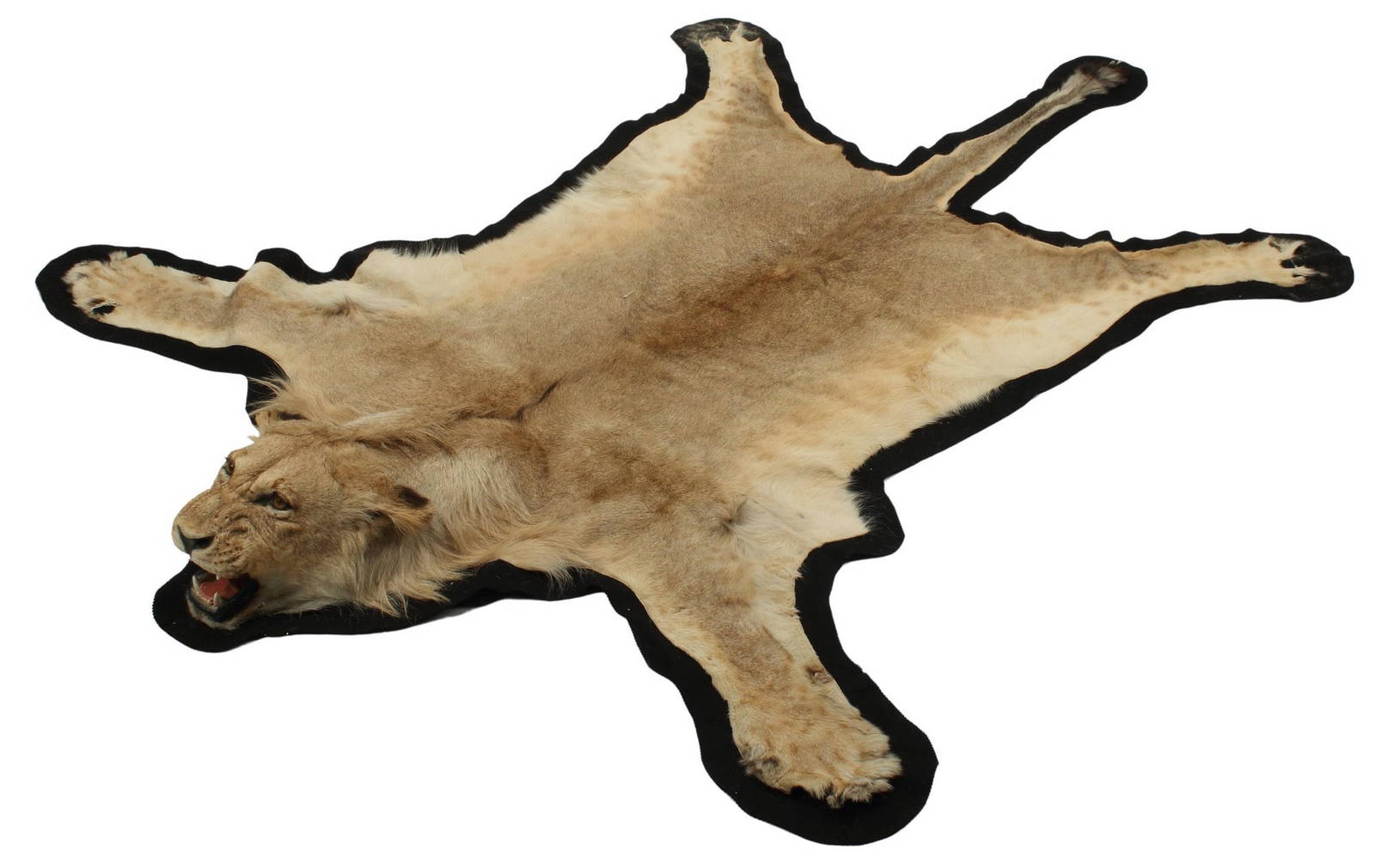 Large Taxidermy Full Body Lion Pelt Rug, 100" X 75" Auction