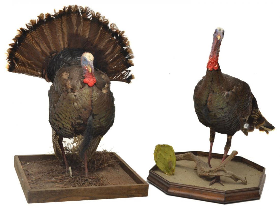 (2) TAXIDERMY FULL MOUNT TURKEYS