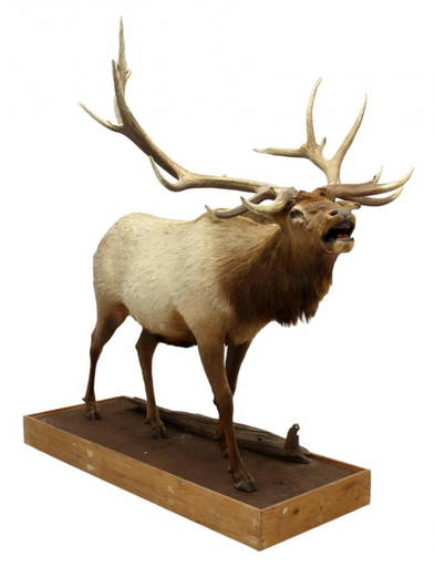 TAXIDERMY, FULL BODY 16 POINT ELK - Dec 07, 2013 | Austin Auction ...