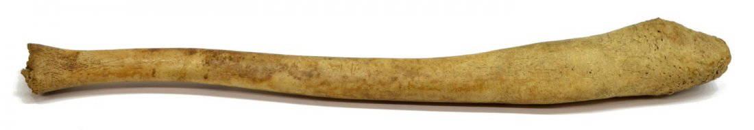 Walrus Baculum Oosik