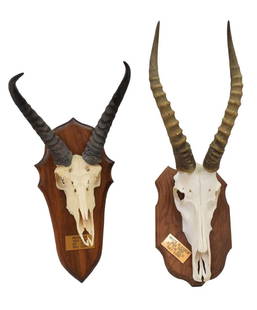 African Antelope Taxidermy Mount