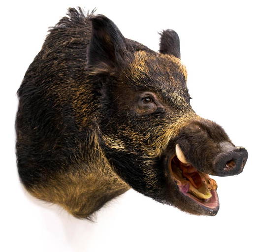 Feral Hog Taxidermy Mount