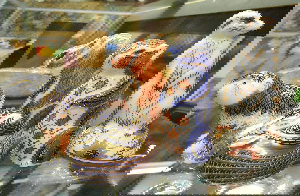 5 Royal Crown Derby Imari Paper Weights: Small Animals. Auction