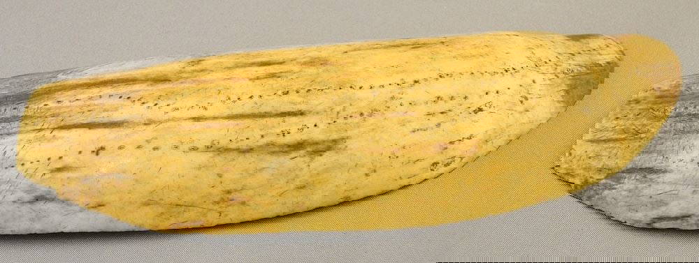 Sperm Whale Tooth Slab, 5 3/4"l, 99.9g, No Export.