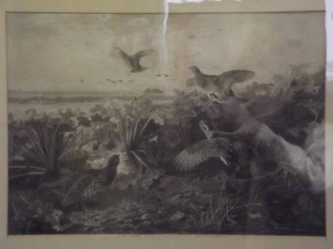 Archibald Thorburn, Black And White Engraving Of Grouse