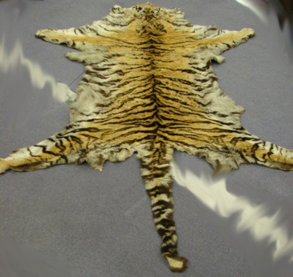 1211: TIGER SKIN RUG