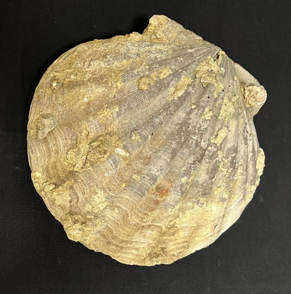 Large Clam Shell Fossil