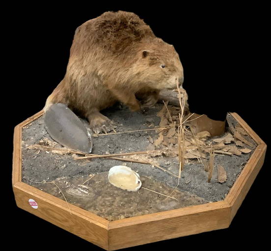 Taxidermy Specimen Of Beaver On 24" Octagonal Base.
