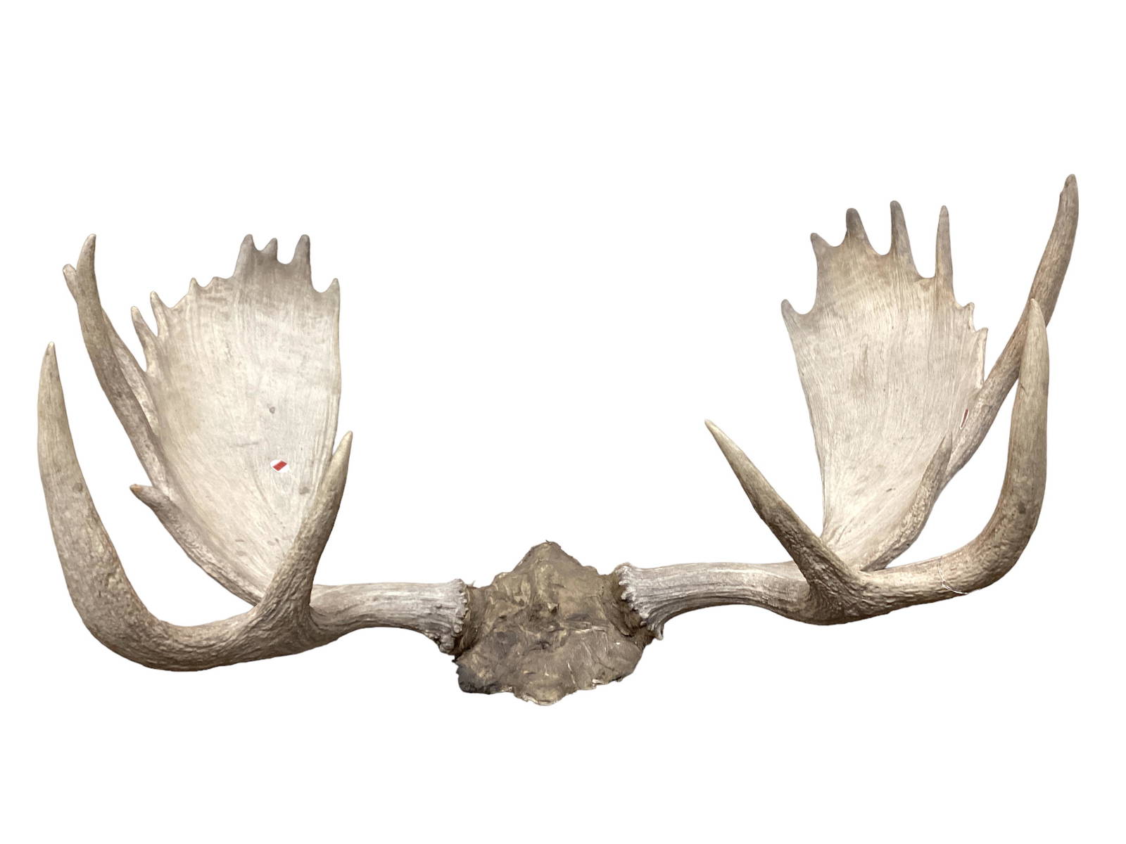 Moose Antler Rack Auction
