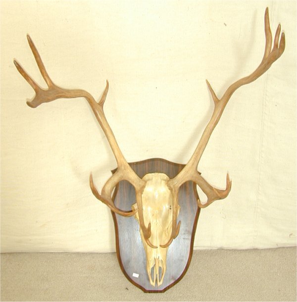 13: CARIBOU SKULL & ANTLER RACK