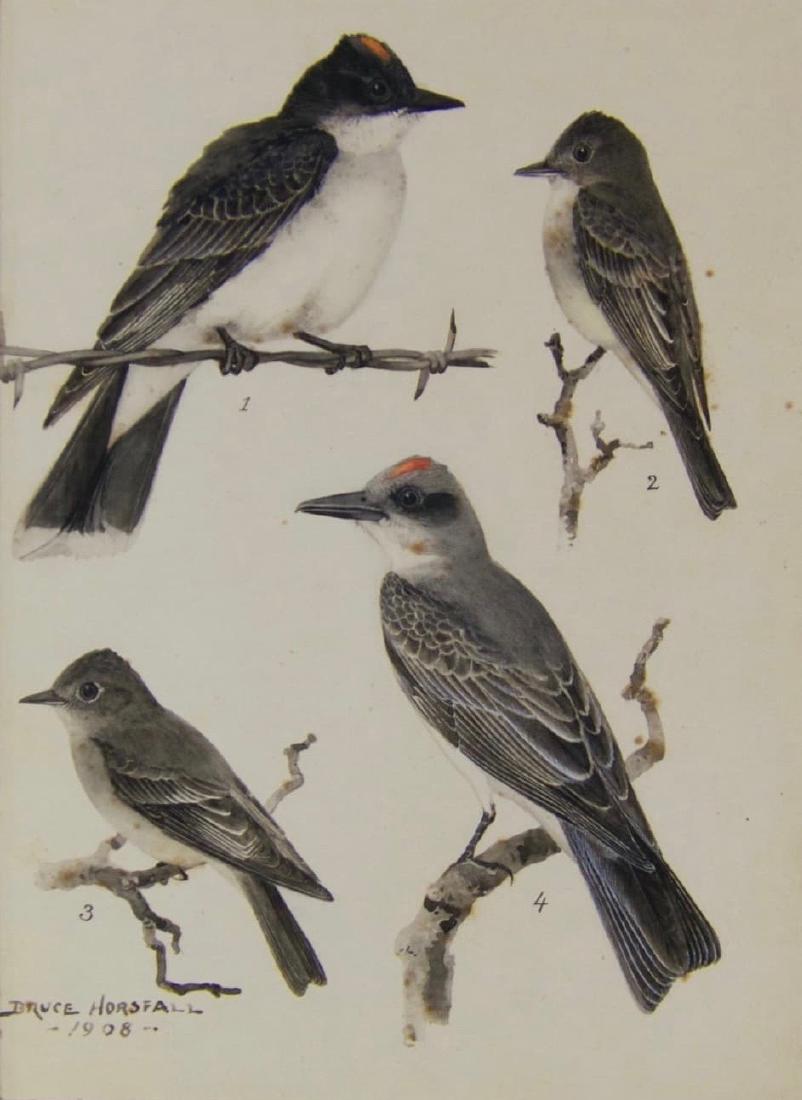 Ornithology watercolor by Bruce Horsfall