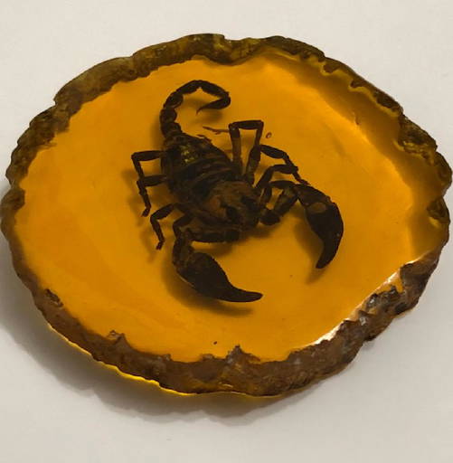 Large Amber Encased Fossilized Desert Scorpion